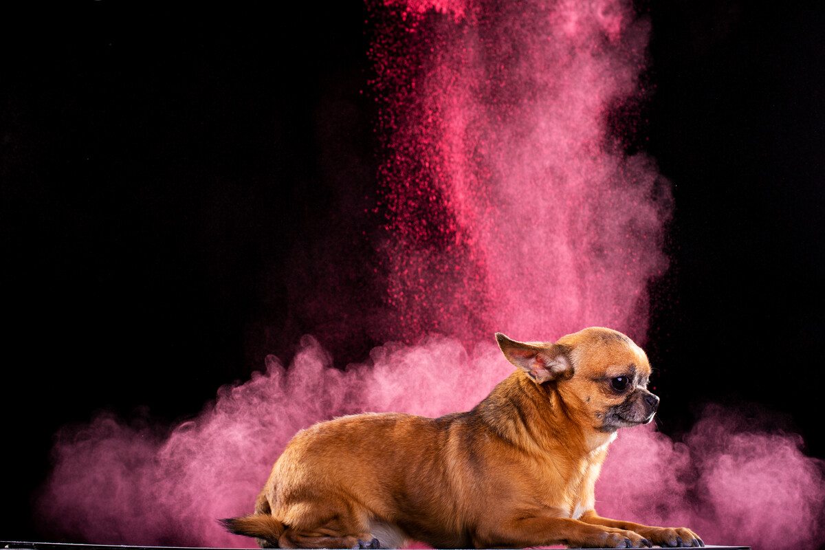 Do Chihuahuas Get Separation Anxiety? - SPIRE PET Do Chihuahuas Get Separation Anxiety? - SPIRE PET