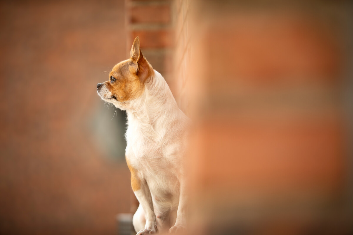 Do Chihuahuas Get Separation Anxiety? - SPIRE PET Do Chihuahuas Get Separation Anxiety? - SPIRE PET